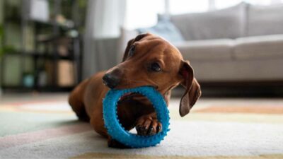 How to Wash and Disinfect Dog Toys | Helpful ldeas!