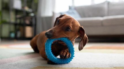 How to Wash and Disinfect Dog Toys | Helpful ldeas!