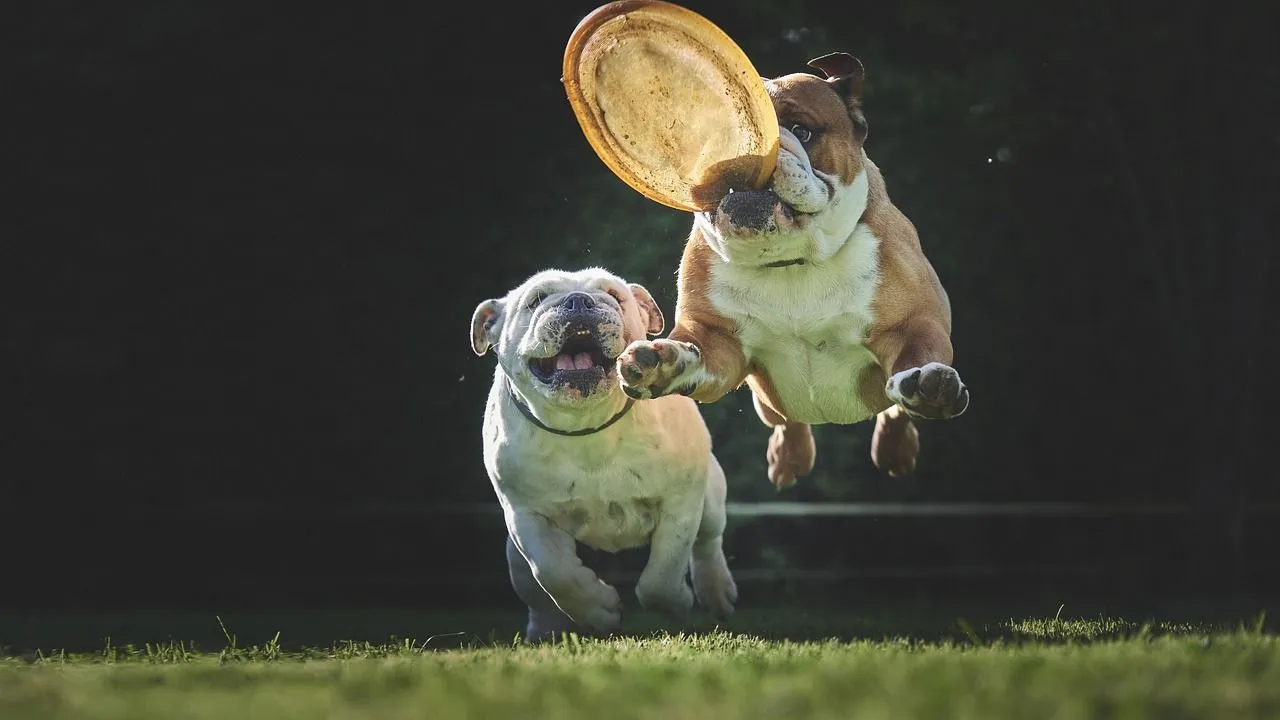 How to Foster a Dog 101: Everything You Need to Know - Loobani Pet