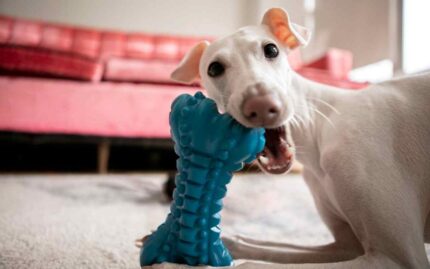 How to Wash and Disinfect Dog Toys | Helpful ldeas!