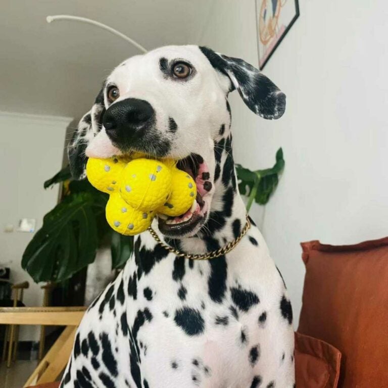 Best Interactive Outdoor Dog Toys: Keep Your Pup Entertained